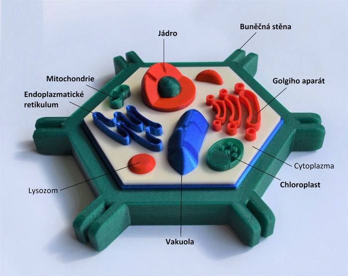 Model rostlinné buňky :: TheoHry